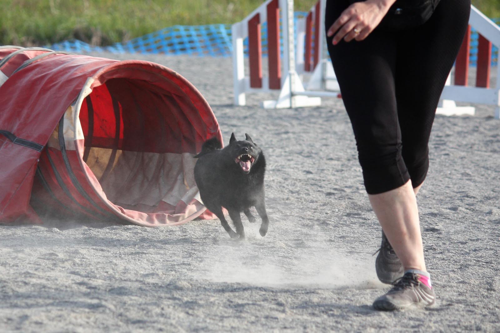Agility Rotumestaruuskilpailu 2026 – Suomen Schipperkekerho ry